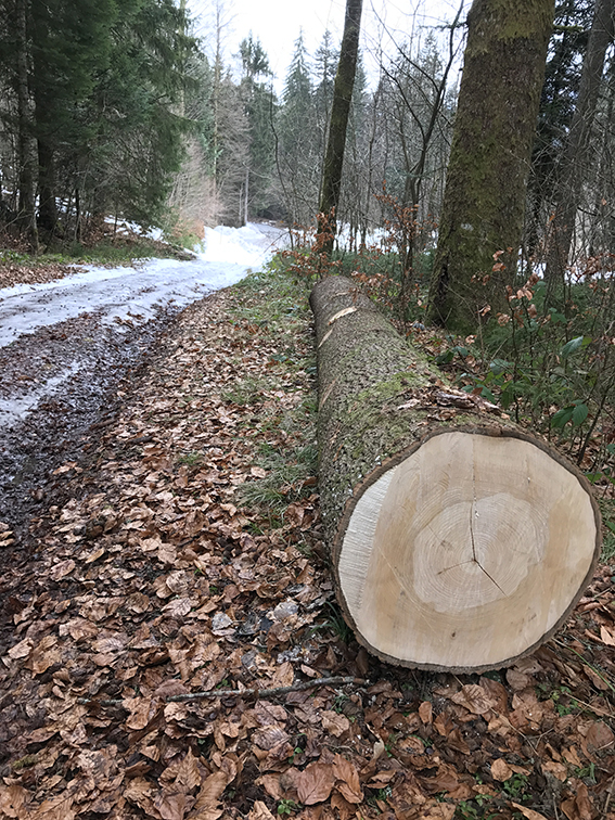 Négoce Grumes I Courtage Bois I WOODY ROUX